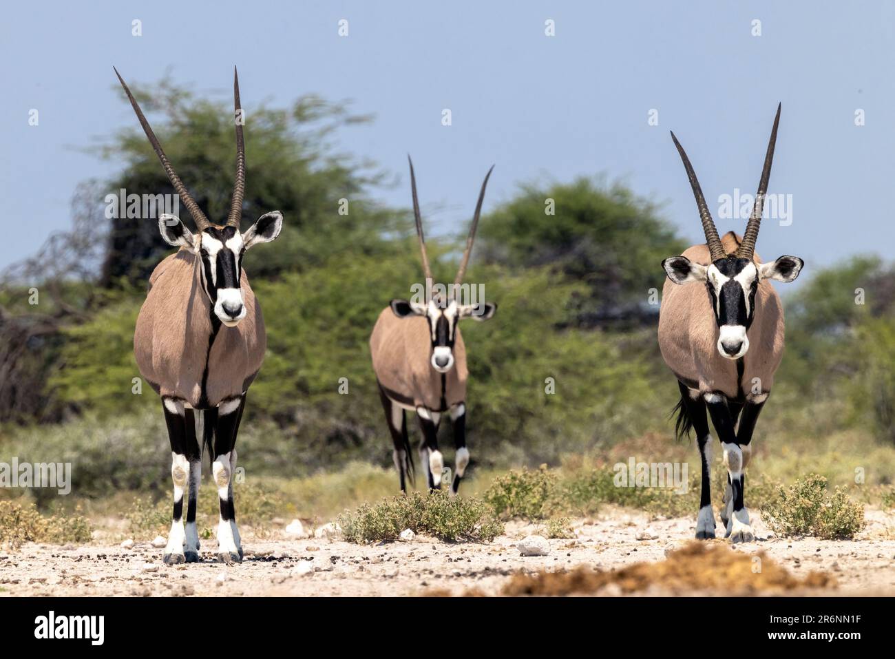 Oryx walking into waterhole hi-res stock photography and images - Alamy