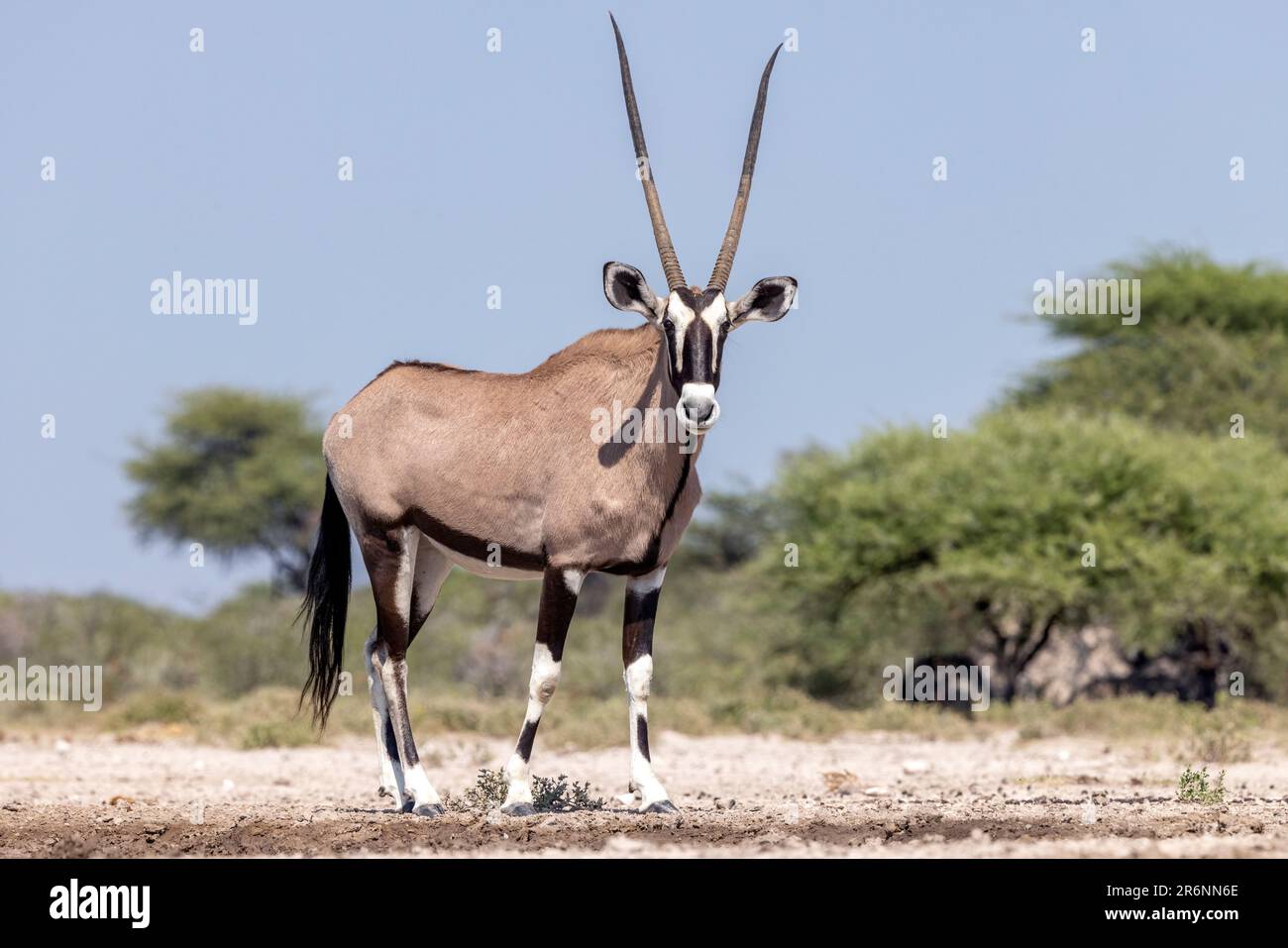 African animals waterhole gemsbok hi-res stock photography and images ...