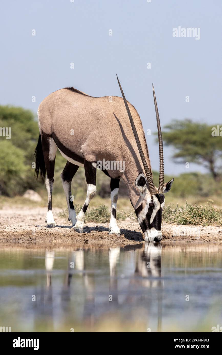 Gemsbok or Oryx (Oryx gazella) - Onkolo Hide, Onguma Game Reserve ...