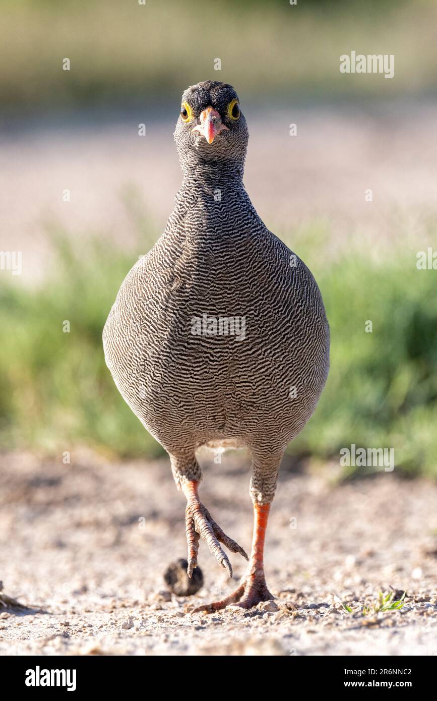Red-billed spurfowl (Pternistis adspersus) - Onkolo Hide, Onguma Game ...