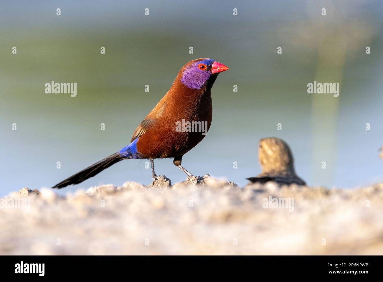 Violet-eared waxbill or common grenadier (Granatina granatina) - Onguma ...