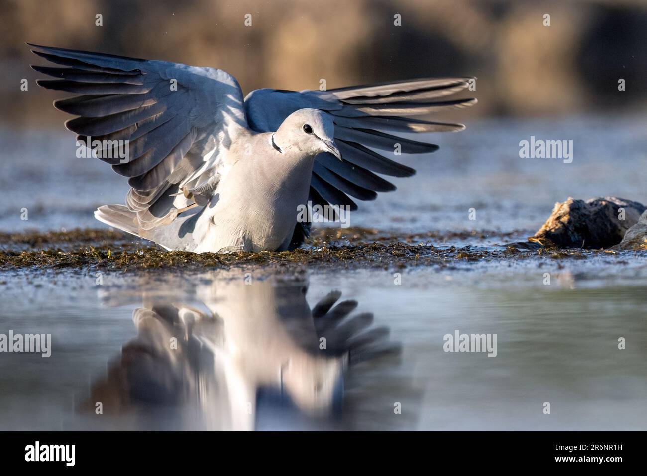 Ring-necked dove (Streptopelia capicola) or Cape Turtle Dove taking off ...