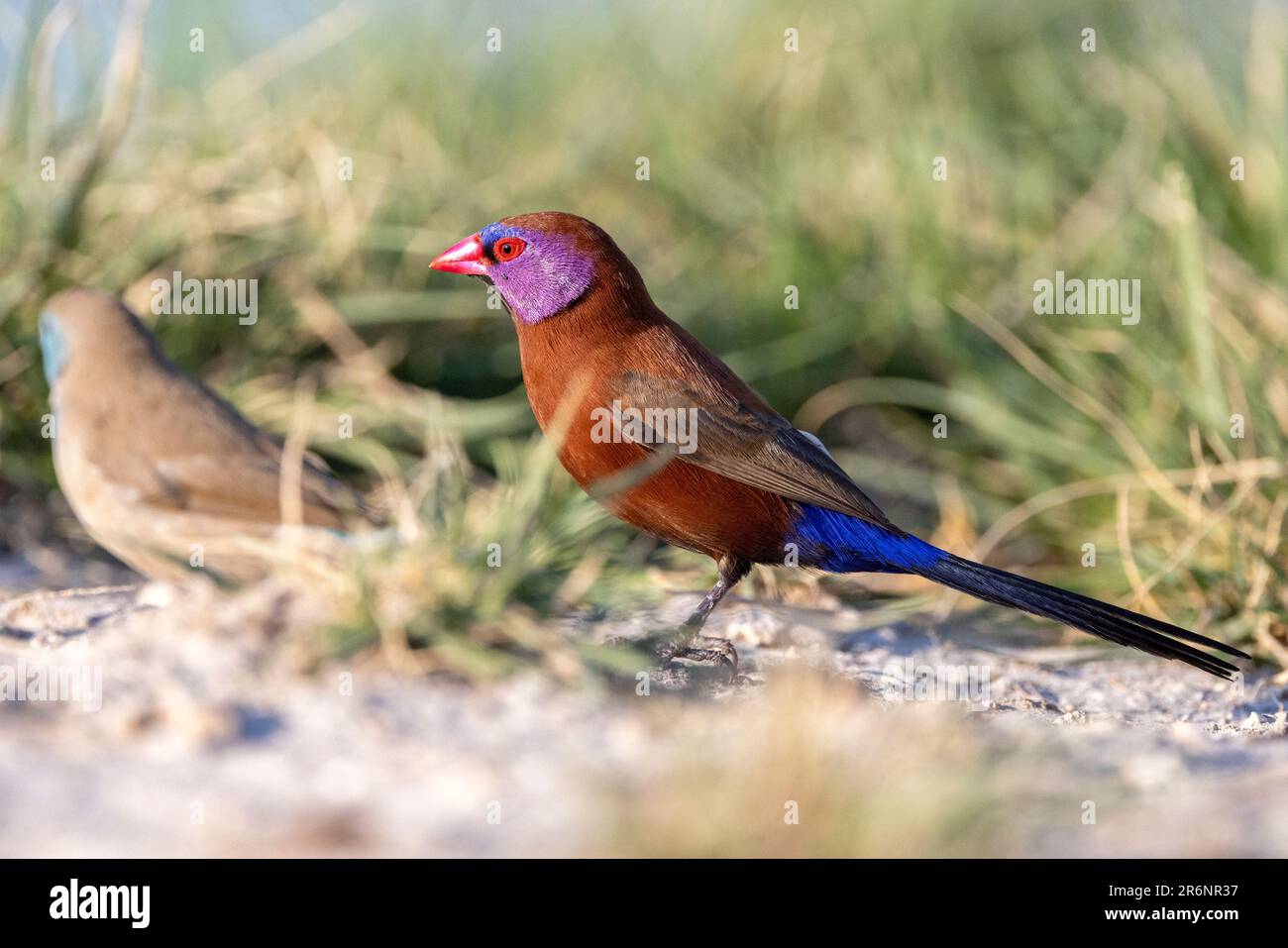 Waxbill bird hi-res stock photography and images - Alamy