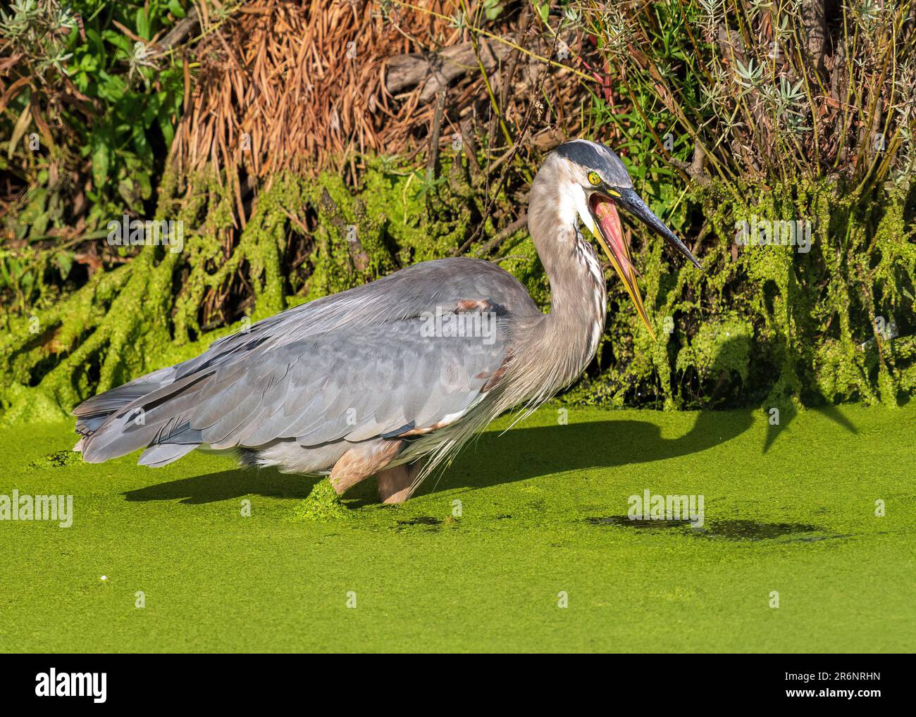 A Great Blue Heron with its tongue sticking out, clearing away some of ...