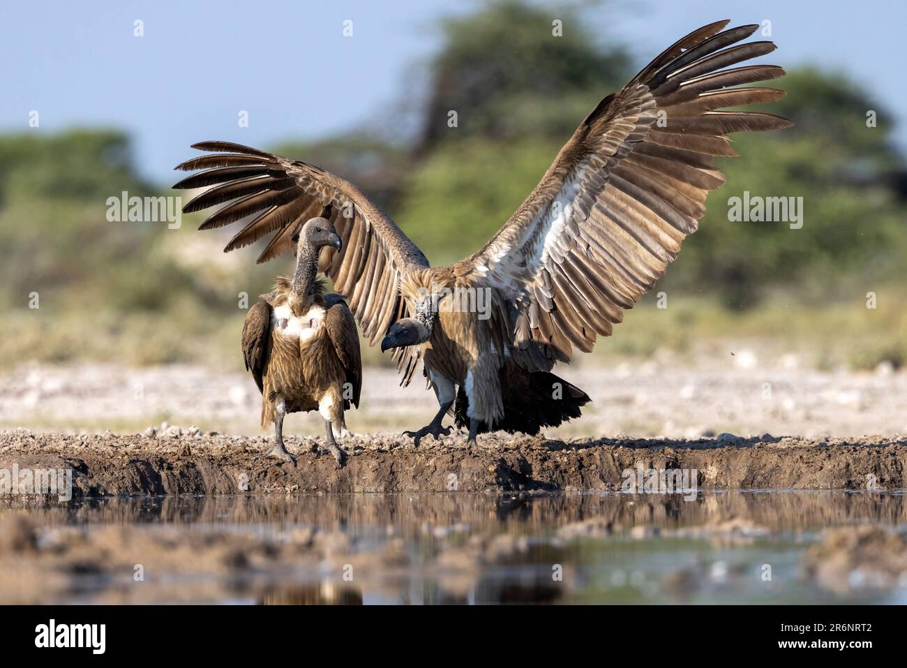 White-backed vulture (Gyps africanus) with wings spread - Onkolo Hide ...