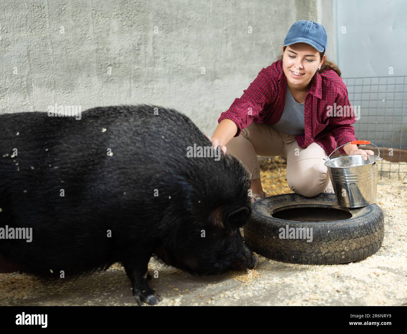 Female farmer feeding black iberian pig in paddock at livestock farm ...