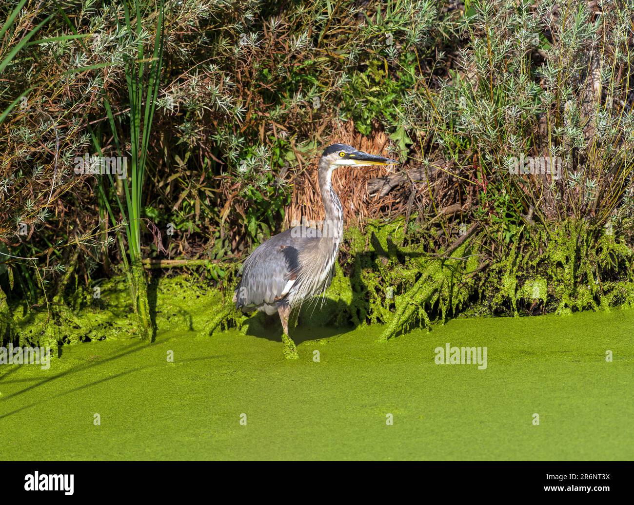 A Great Blue Heron standing in a wild, lush environment, full of ...