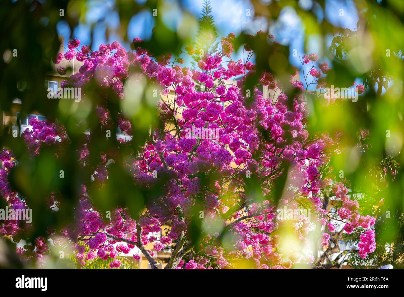 (Handroanthus heptaphyllus) Close up of beautiful Pink Trumpet Tree ...