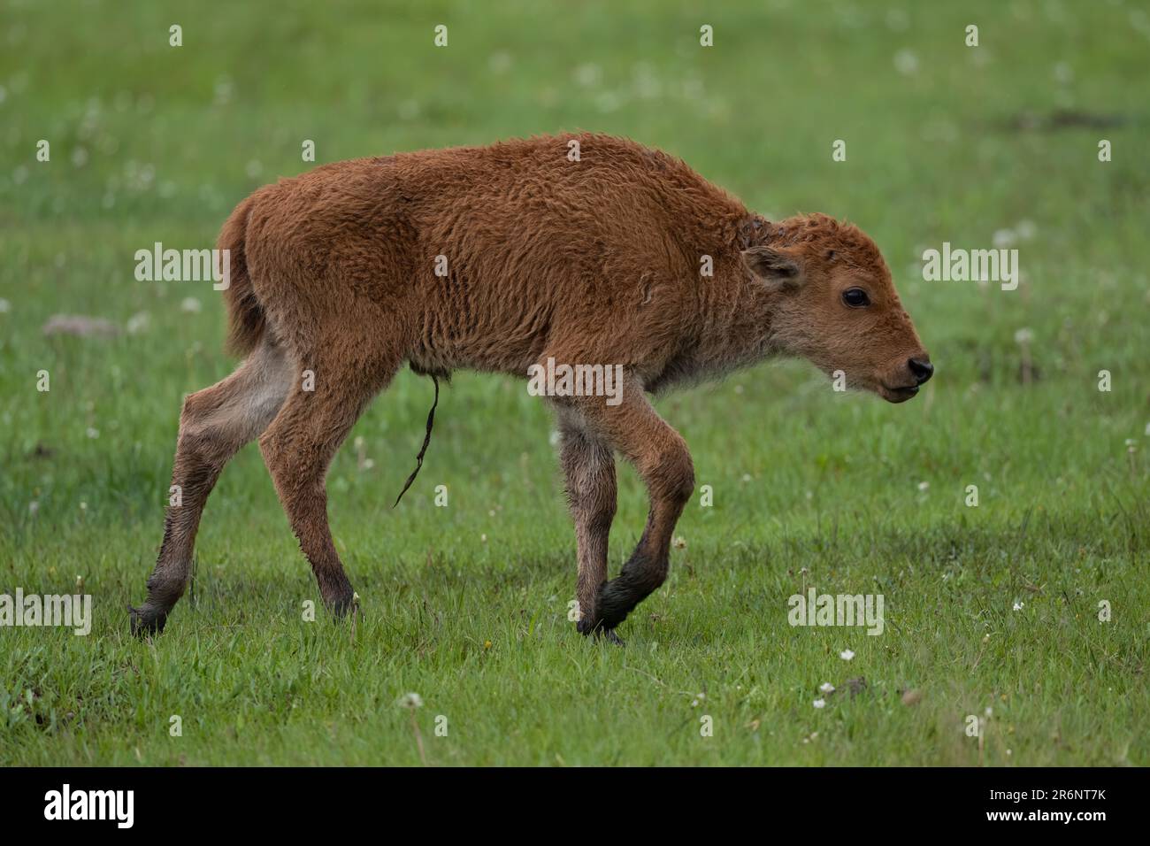 Lamar Valley bison calf, Yellowstone National Park Stock Photo - Alamy