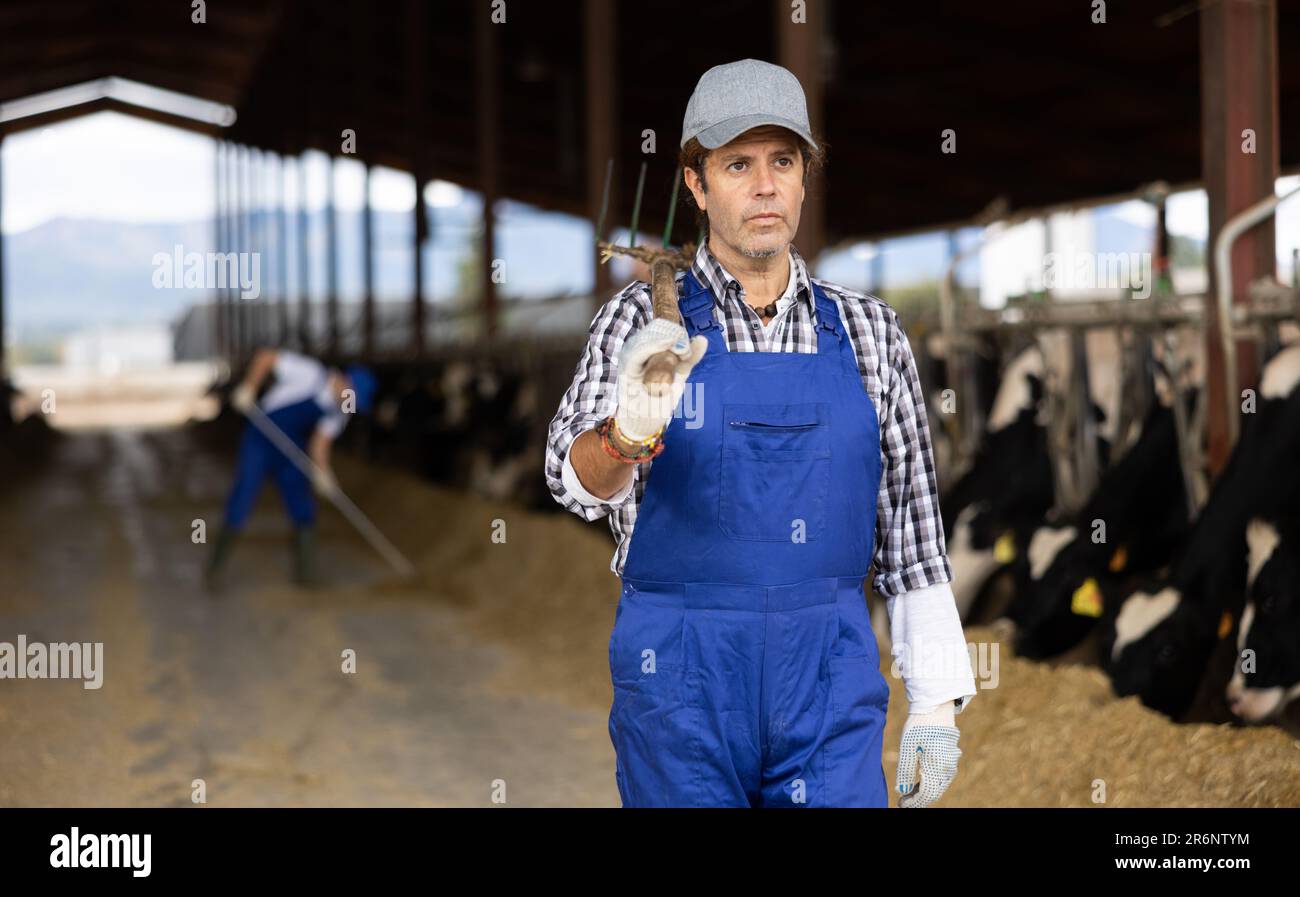 Adult male farmer posing while feeding cows at farm Stock Photo - Alamy