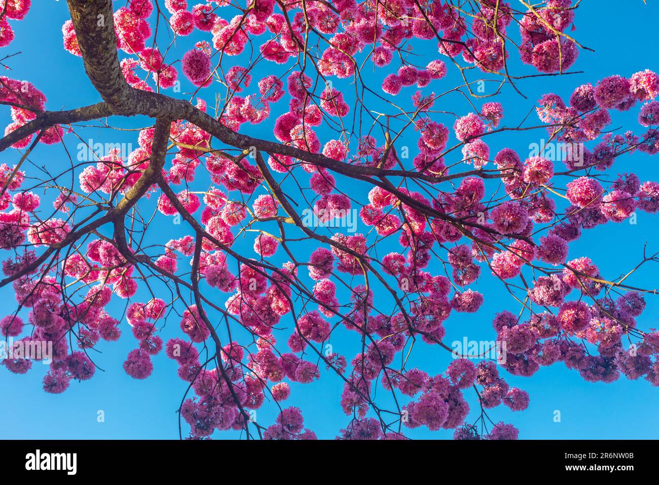 (Handroanthus heptaphyllus) Close up of beautiful Pink Trumpet Tree ...