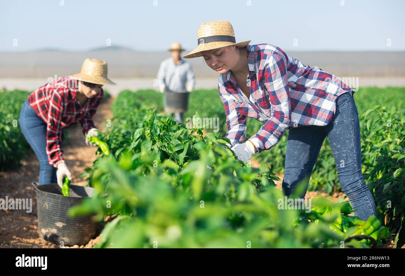Team of farmers harvesting ripe bell peppers on field on summer day ...