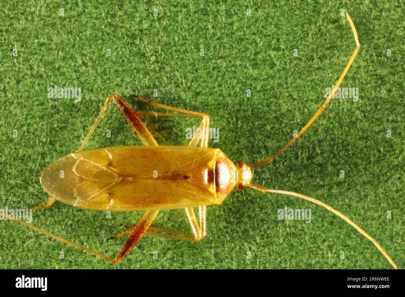Australian bug hi-res stock photography and images - Alamy