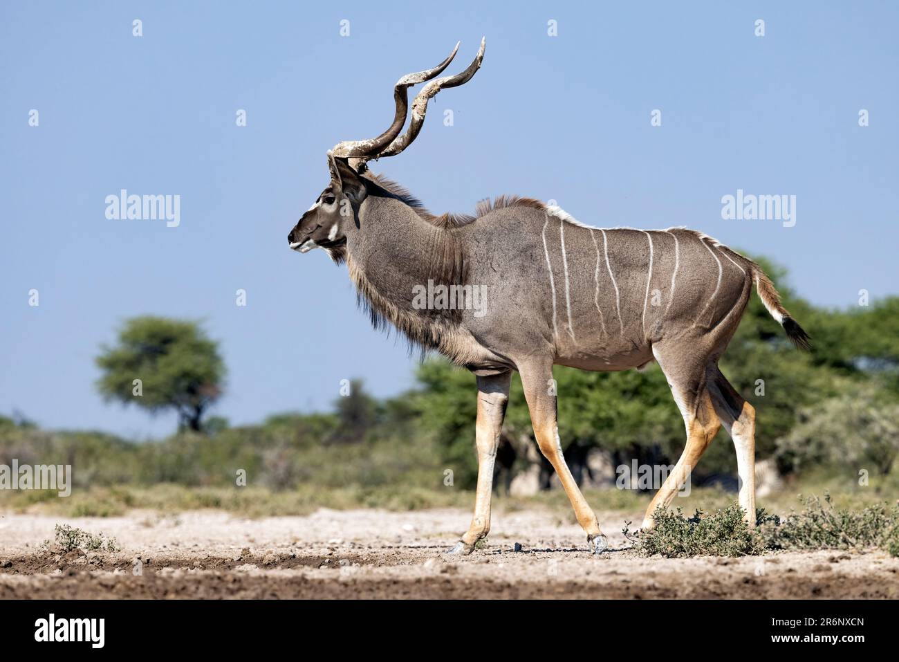 Greater Kudu Male Greater Kudu (Tragelaphus Strepsiceros) | BirdForum