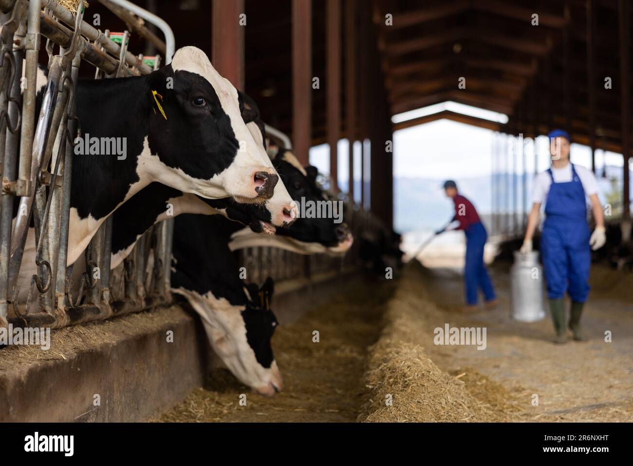Row of cows standing in stalls on livestock farm eating hay Stock Photo ...