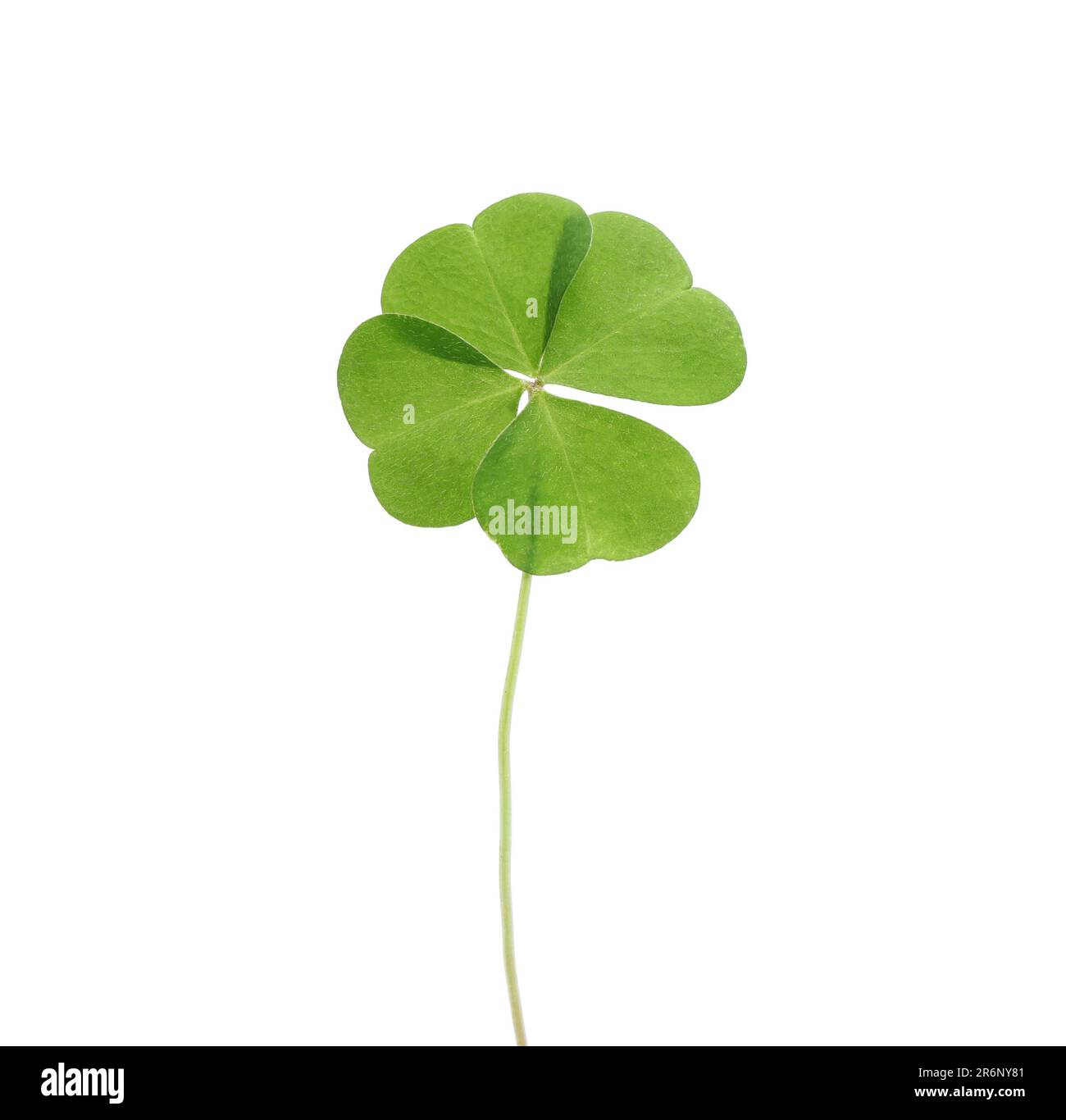 Beautiful green four leaf clover isolated on white Stock Photo - Alamy