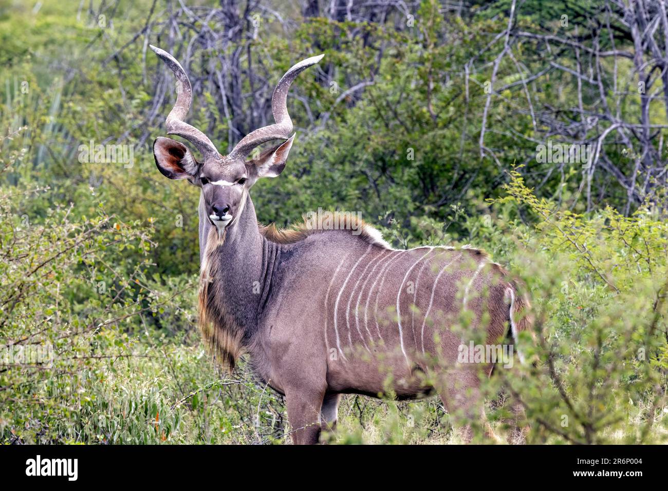 Kudu Mayor Macho