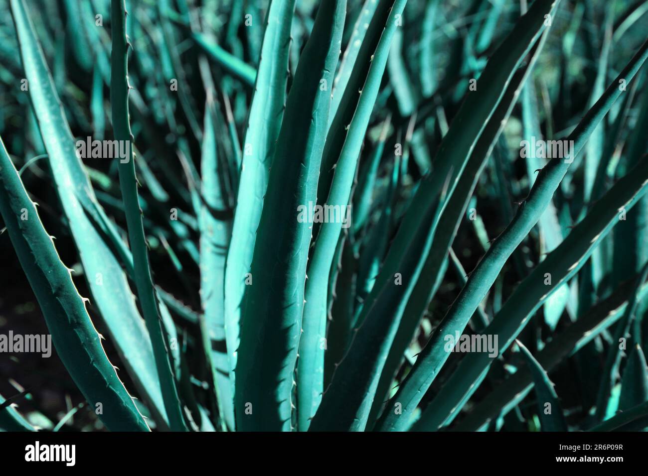 Closeup view of beautiful Agave plant growing outdoors Stock Photo - Alamy