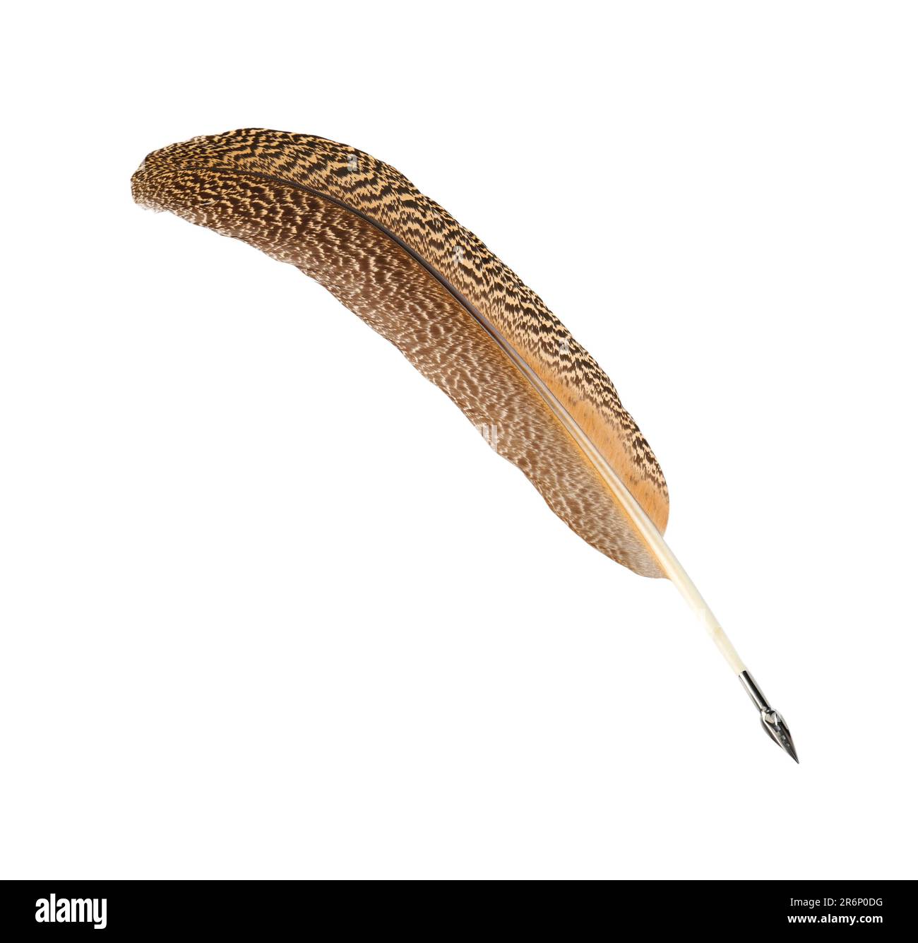 One beautiful feather pen on white background Stock Photo - Alamy