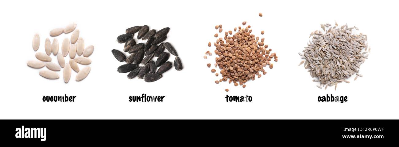 Set of vegetable seeds and its names on white background, top view ...