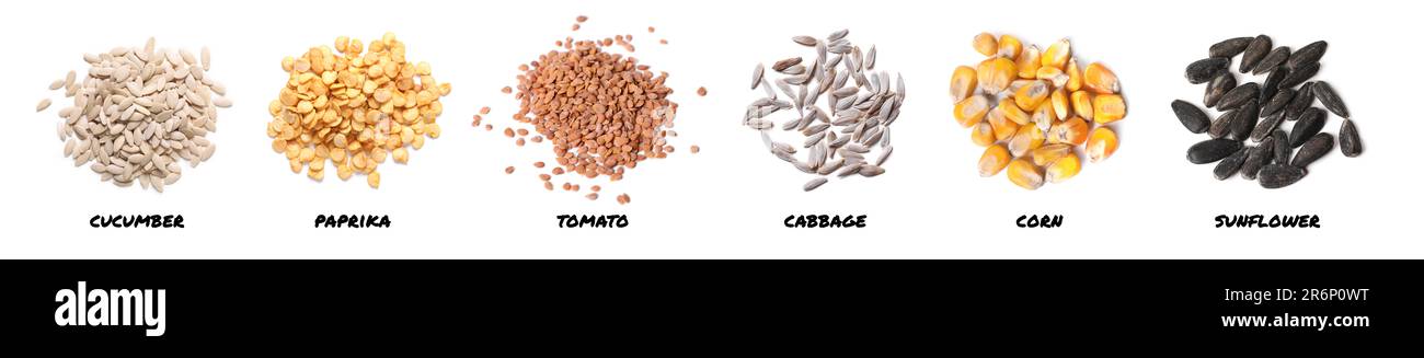 Set of vegetable seeds and its names on white background, top view ...