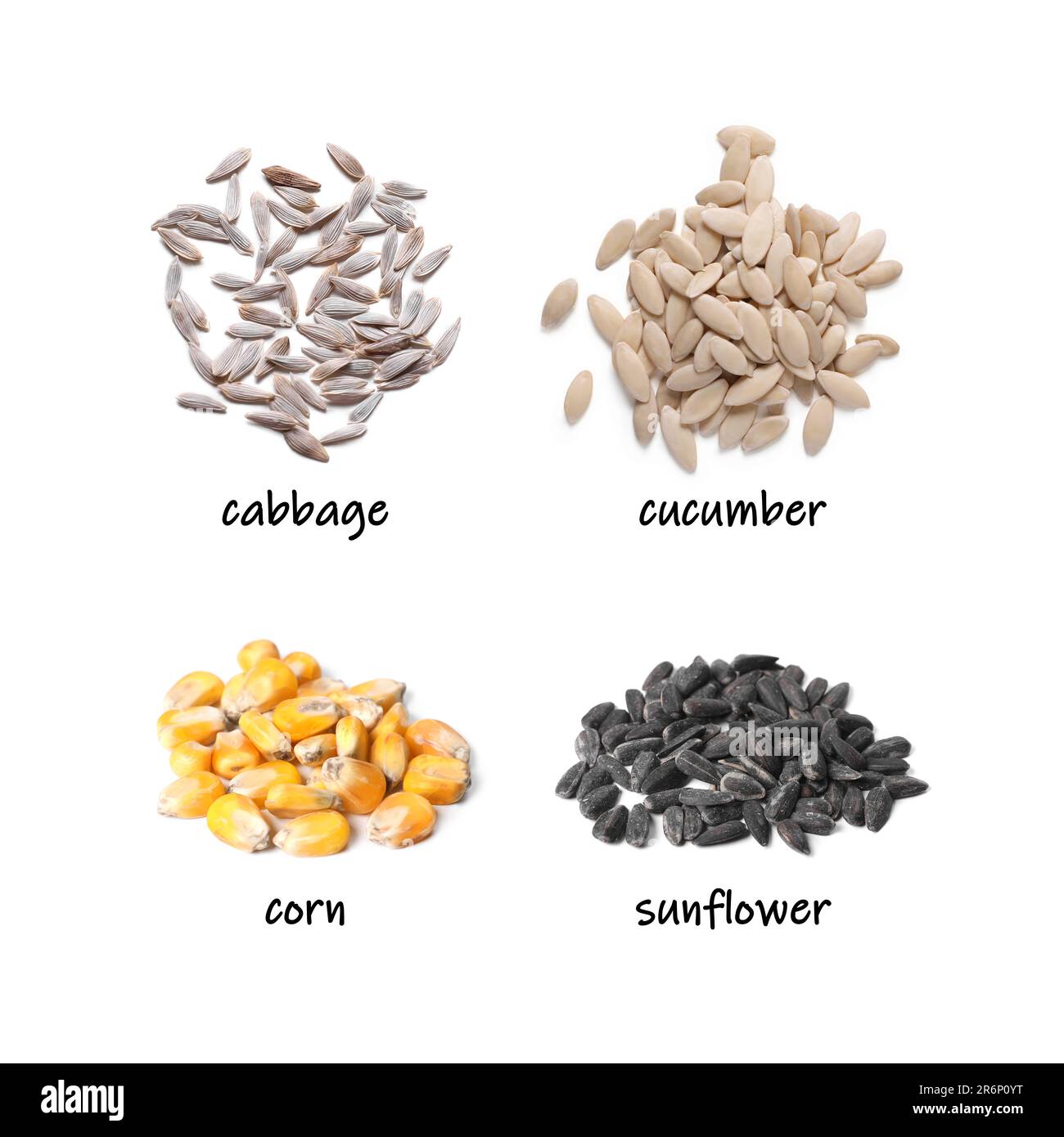 Collage of vegetable seeds and its names on white background, top and ...