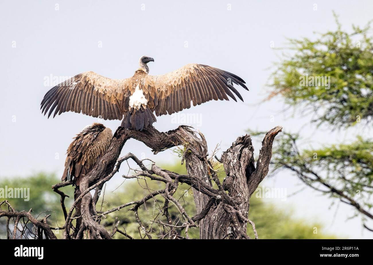 White-backed vulture (Gyps africanus) with wings spread - Onkolo Hide ...
