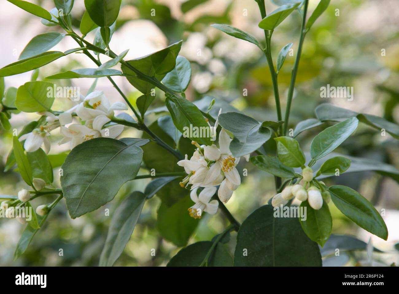 White grapefruit tree hi-res stock photography and images - Alamy