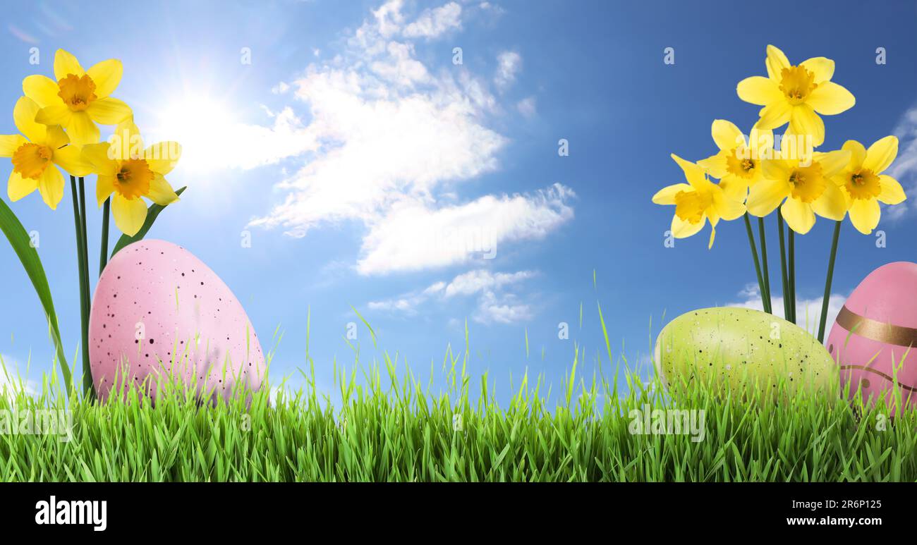 Easter eggs and daffodils in green grass under blue sky, space for text ...