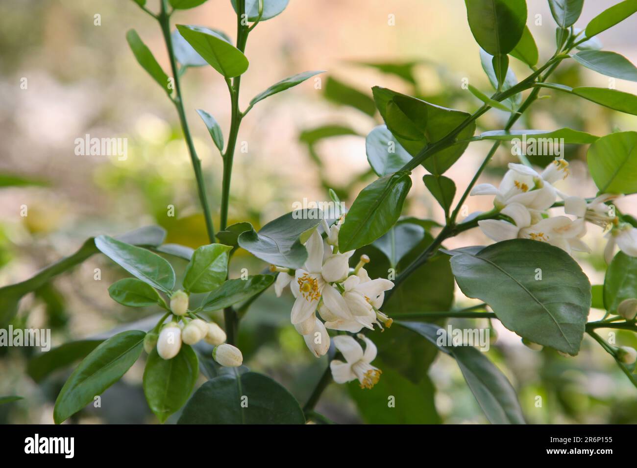 White grapefruit tree hi-res stock photography and images - Alamy