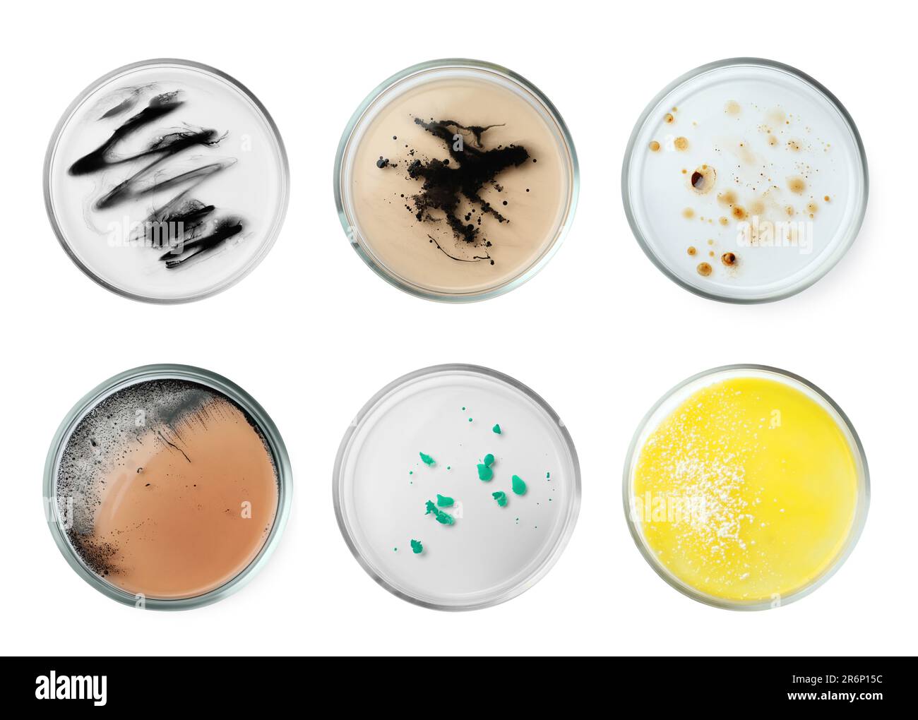 Set of Petri dishes with different culture samples on white background ...