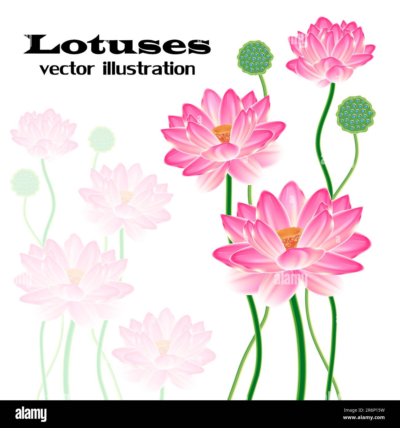 Realistic Oriental lotus - a flower isolated with a sheet, a full-blown ...