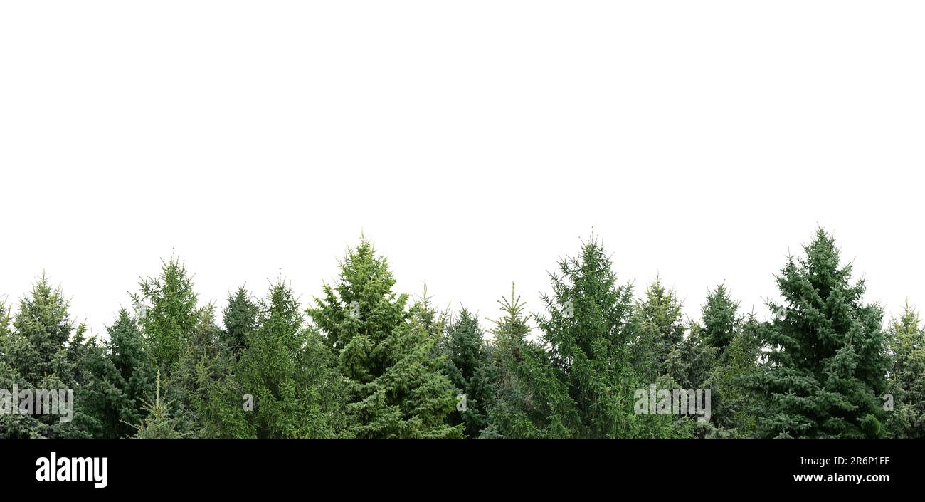 Many different coniferous trees on white background Stock Photo - Alamy
