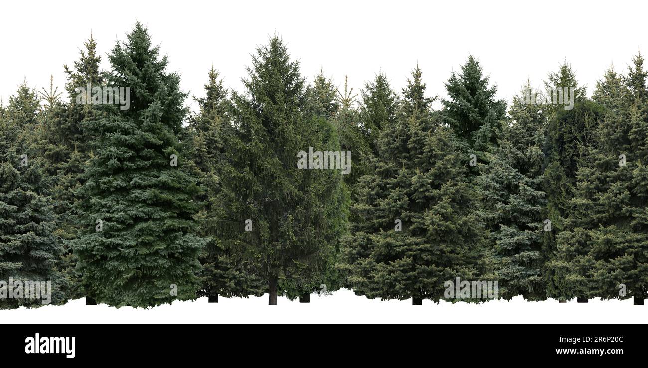 Many different coniferous trees on white background Stock Photo - Alamy