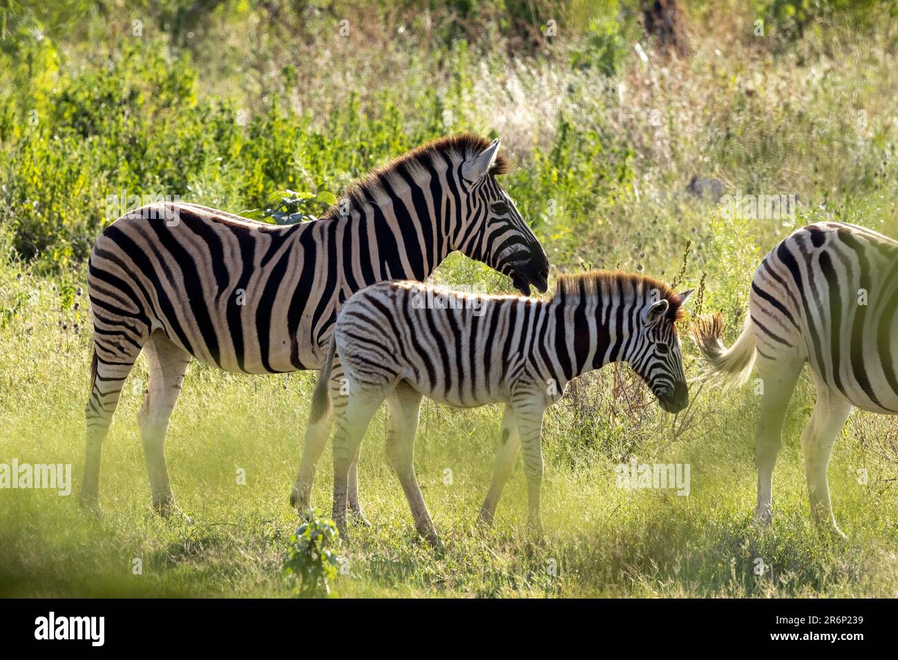 Zebra hippotigris hi-res stock photography and images - Alamy