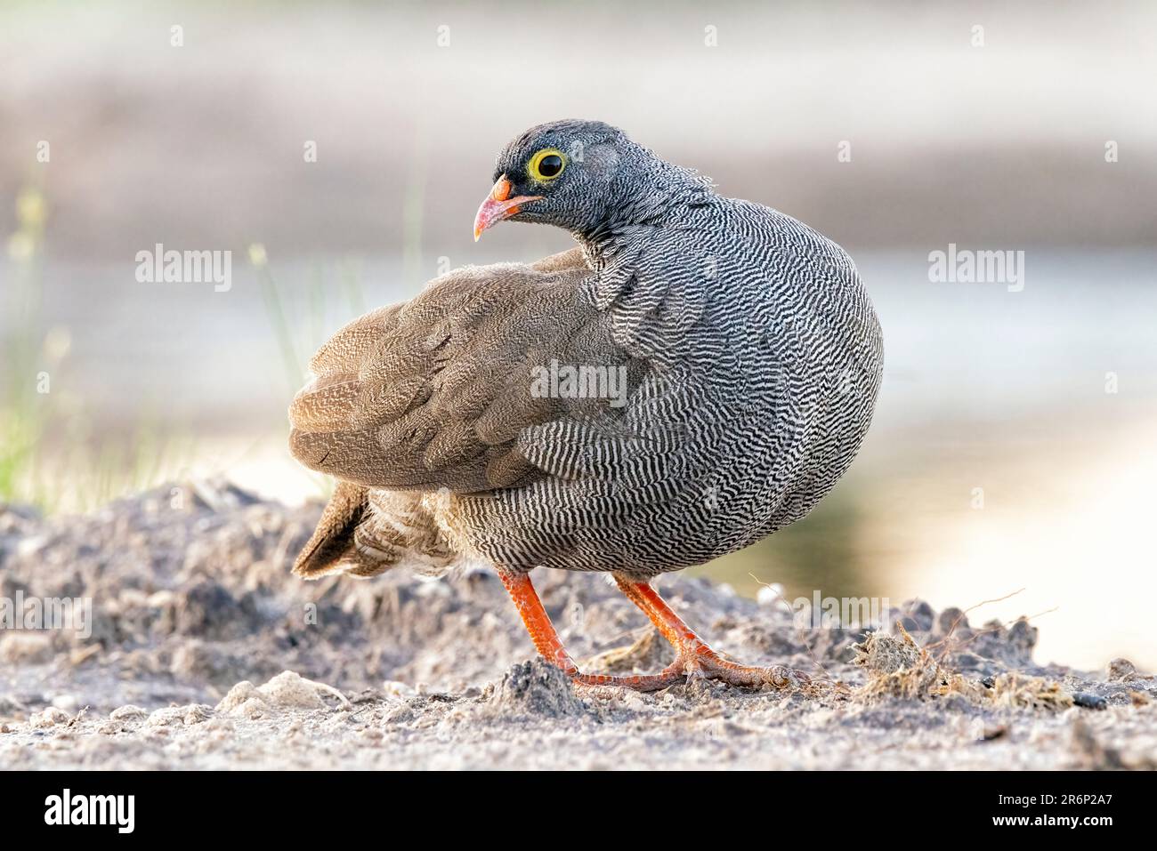 Red-billed spurfowl (Pternistis adspersus) - Onkolo Hide, Onguma Game ...