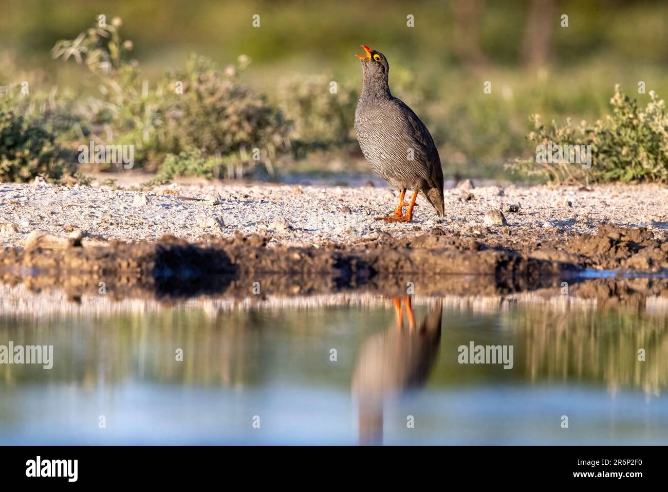 Red-billed spurfowl (Pternistis adspersus) calling - Onkolo Hide ...