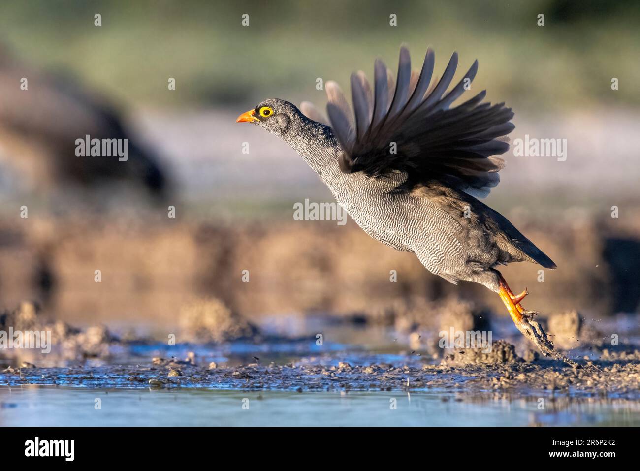 Red billed spurfowl pternistis adspersus hi-res stock photography and ...