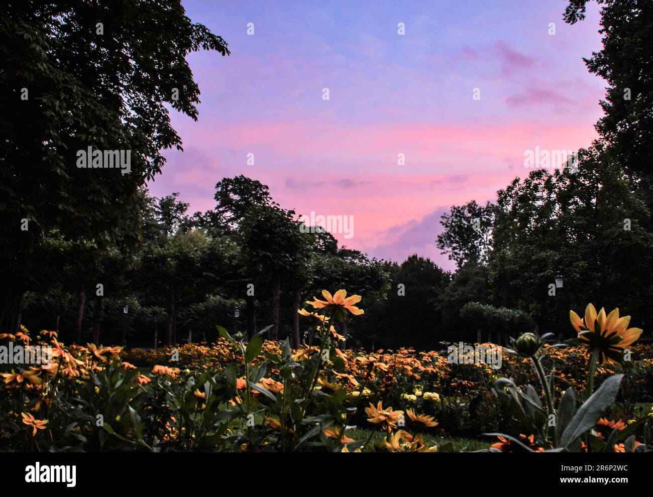 Sunflowers under a Pink Sunset in Minnewater Park - Bruges, Belgium ...