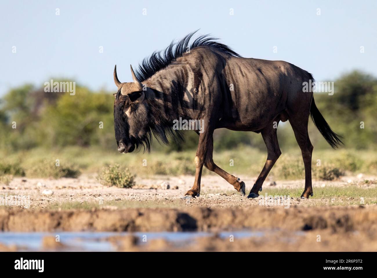 Blue wildebeest (Connochaetes taurinus) - Onkolo Hide, Onguma Game ...
