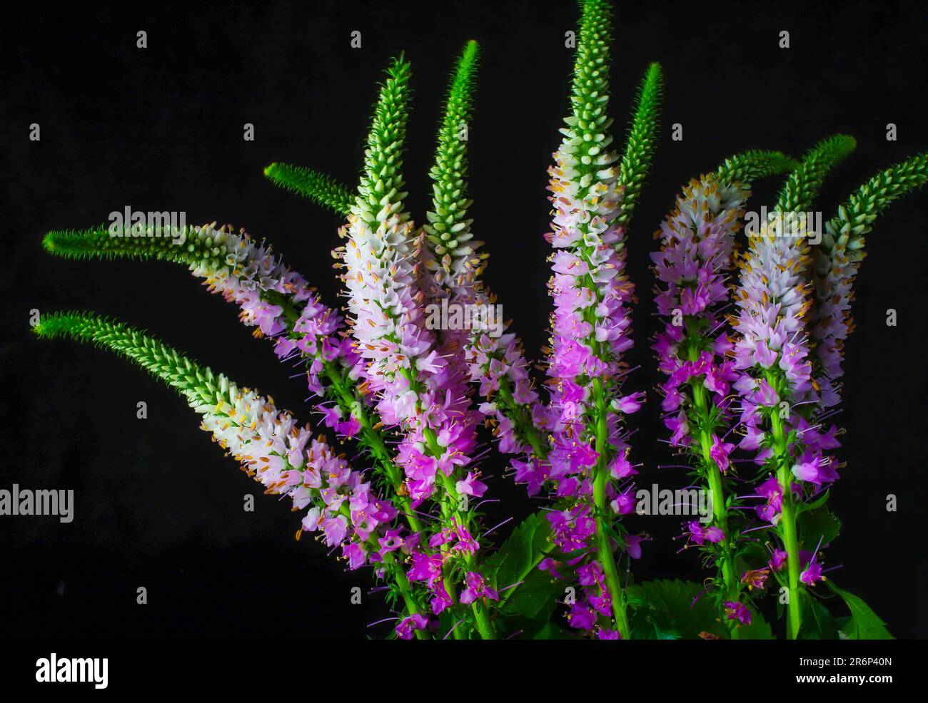 Bouquet Of Veronica Stock Photo - Alamy