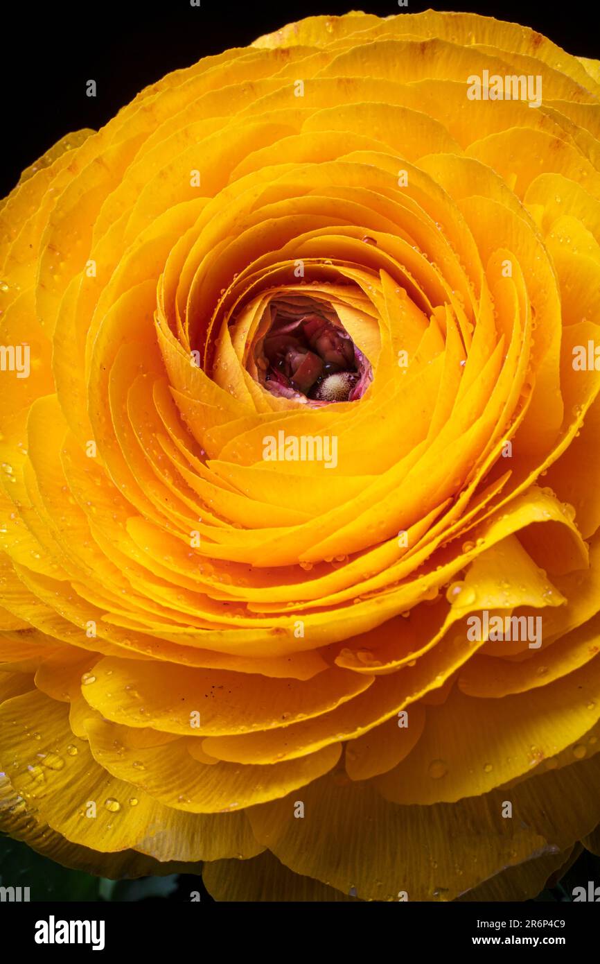 Pretty Yellow Ranunculus Stock Photo - Alamy