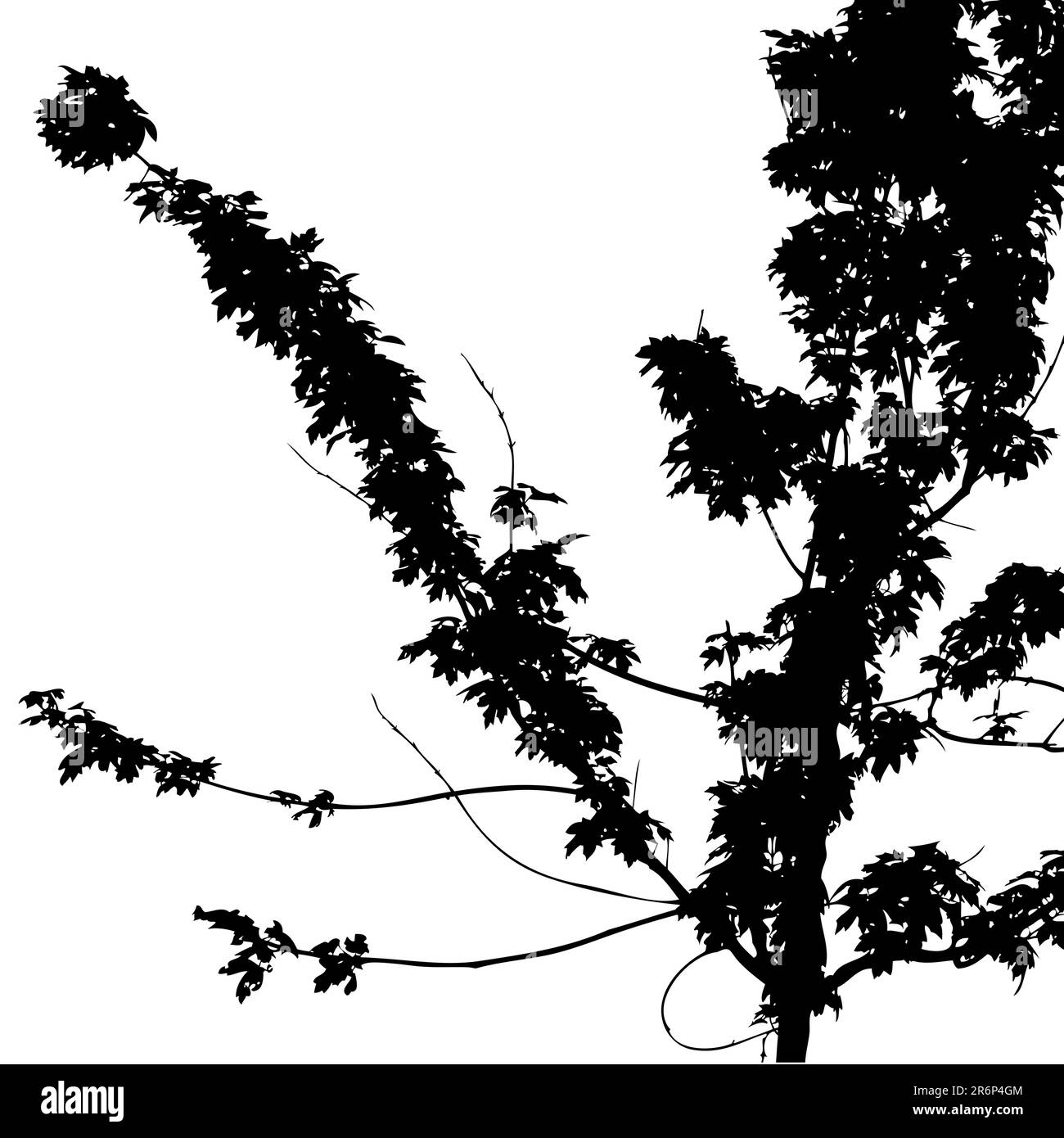 vector silhouette of branches Stock Vector Image & Art - Alamy