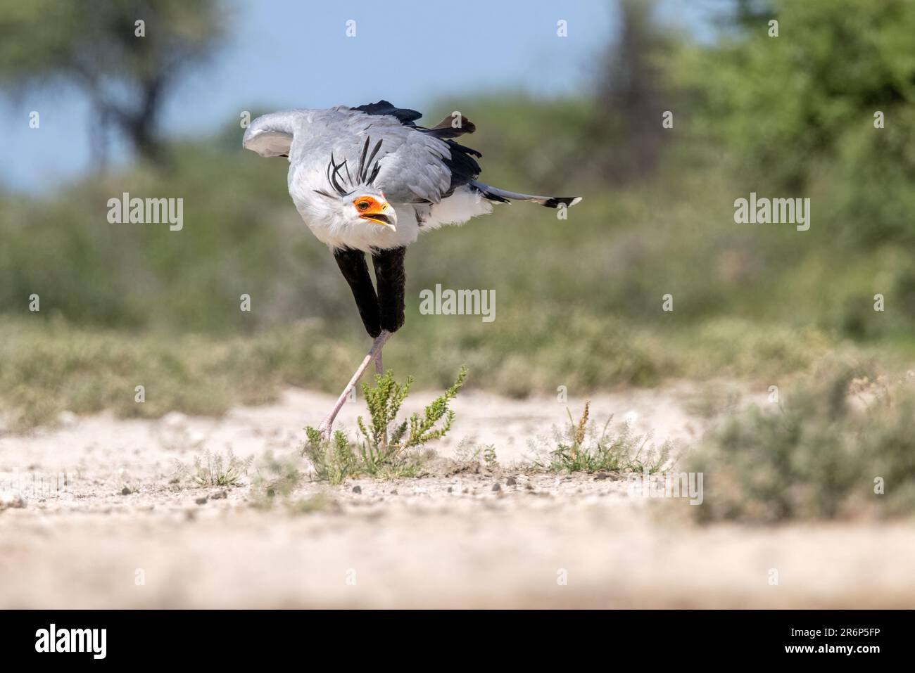 Secretarybird (Sagittarius serpentarius) displaying beautiful crest ...