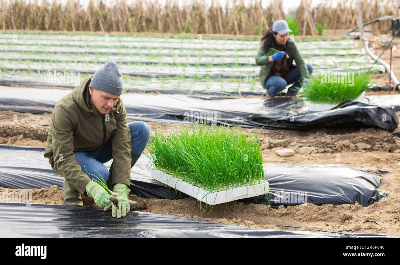 Farmer planting onion seedlings hi-res stock photography and images - Alamy