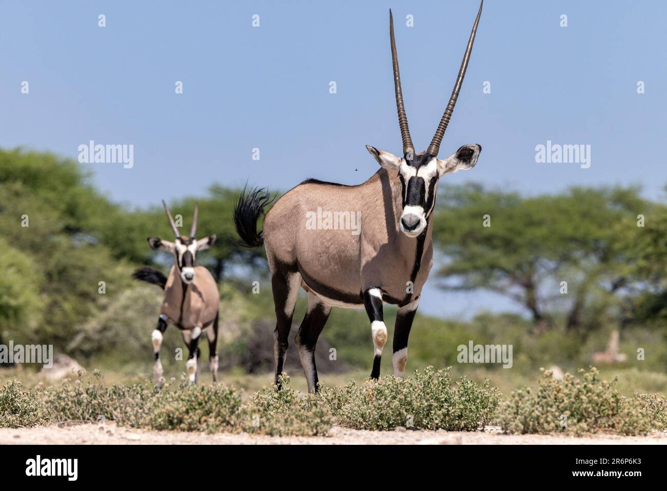 Oryx walking into waterhole hi-res stock photography and images - Alamy