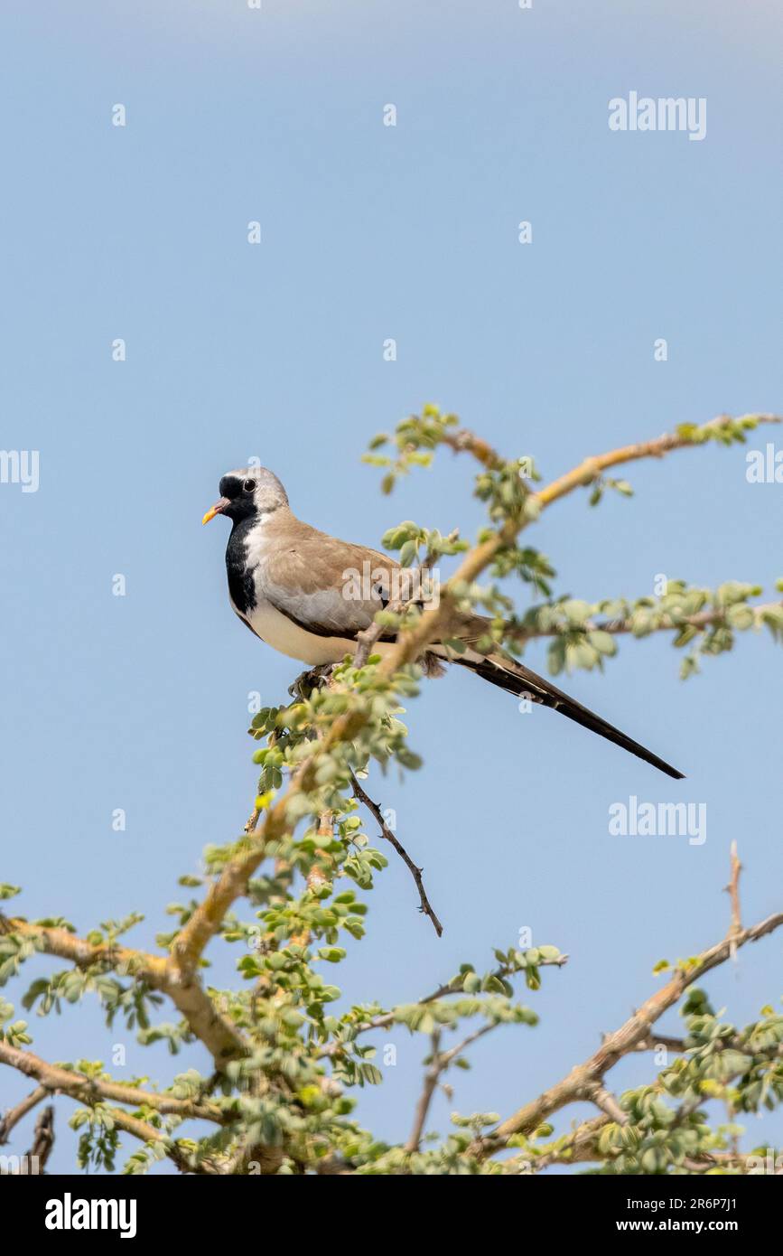 Columbiformes hi-res stock photography and images - Alamy