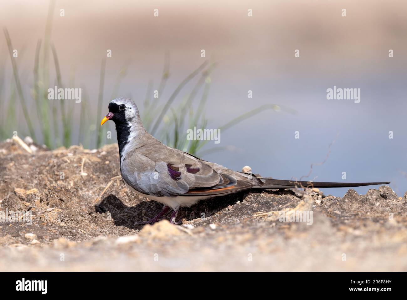 Namaqua dove (Oena capensis) - Onkolo Hide, Onguma Game Reserve ...