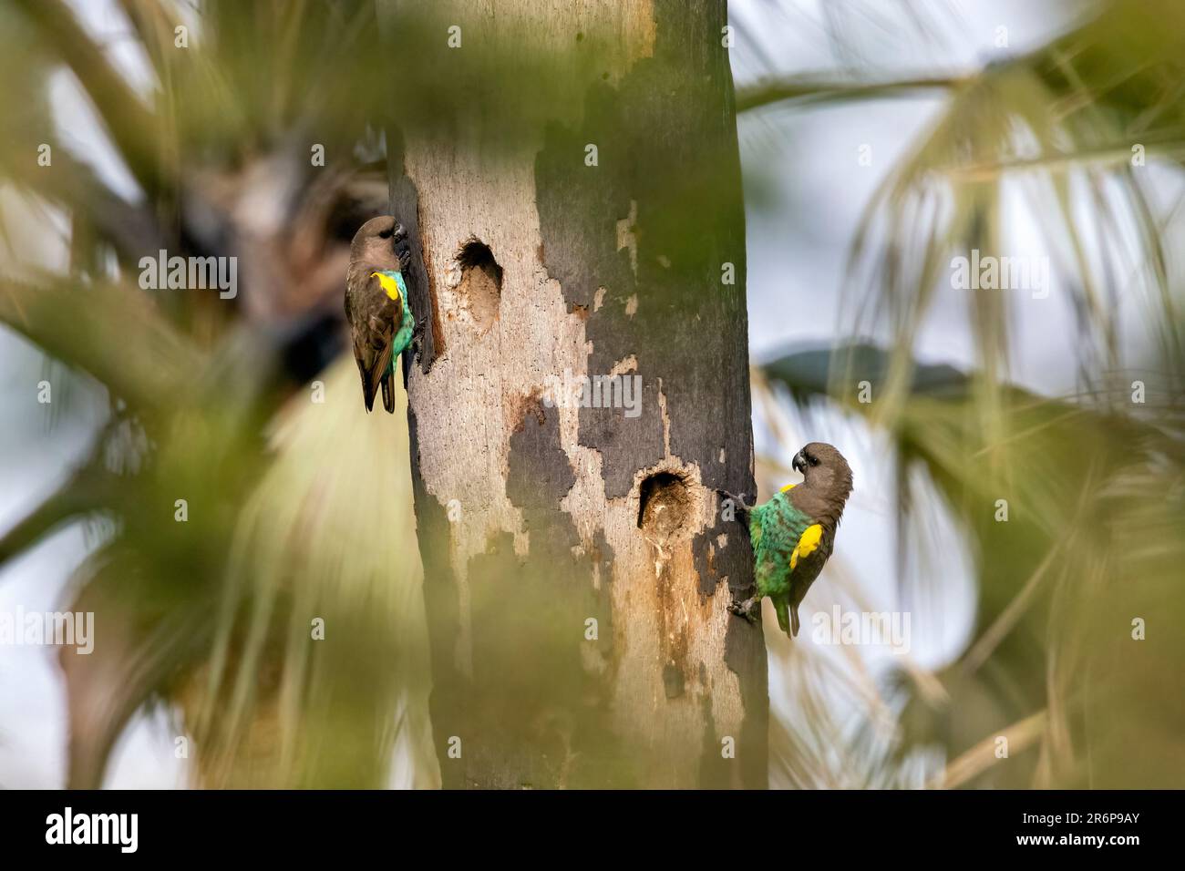 Meyer's parrots (Poicephalus meyeri) or brown parrots - Onguma Game ...