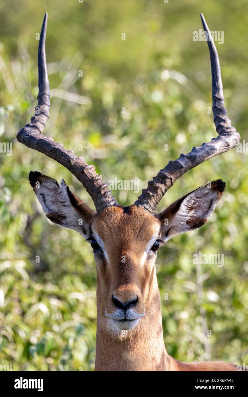 Male Impala Top View